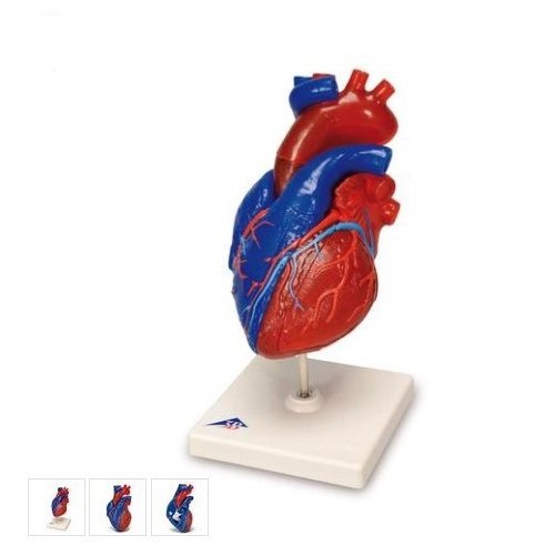 Magnetický model srdce - 5 částí - modely lidského srdce