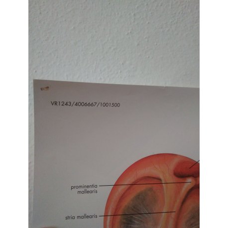 Schéma - lidské ucho - 50x67 cm - anatomické plakáty - modely lidského ucha